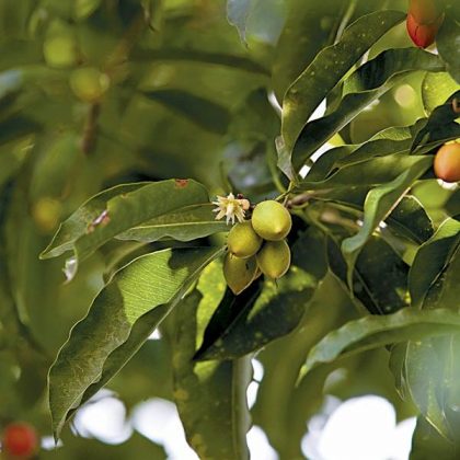 ต้นไม้ใหญ่ใบร่วงน้อย เหมาะปลูกให้ร่มเงา - บ้านและสวน