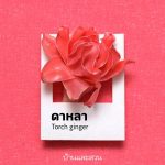 ดอกไม้กินได้ 10 ชนิด เพิ่มสีสันให้กับจานอาหารของคุณ - บ้านและสวน