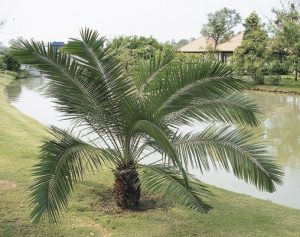 Indian Date Palm – บ้านและสวน