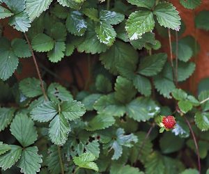 False Strawberry – บ้านและสวน