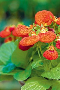 คัลซีโอลาเรีย - บ้านและสวน Plants Library