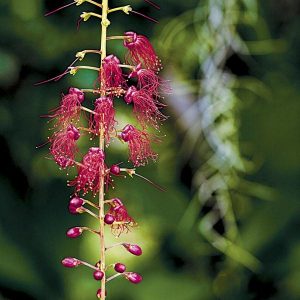 จิกน้ำ - บ้านและสวน