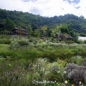 Mori Natural Farm จากพนักงานออฟฟิศ สู่ชีวิตเกษตรกรสไตล์ญี่ปุ่นบนดอย