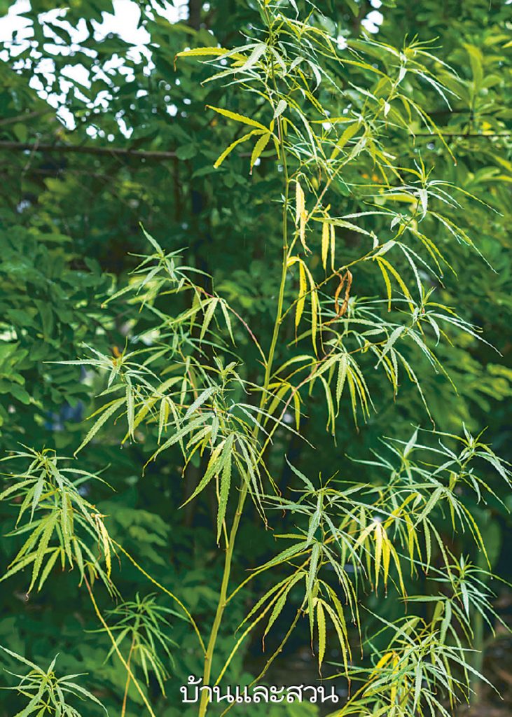 สรรพคุณของกัญชา-กัญชงในด้านการรักษา - บ้านและสวน