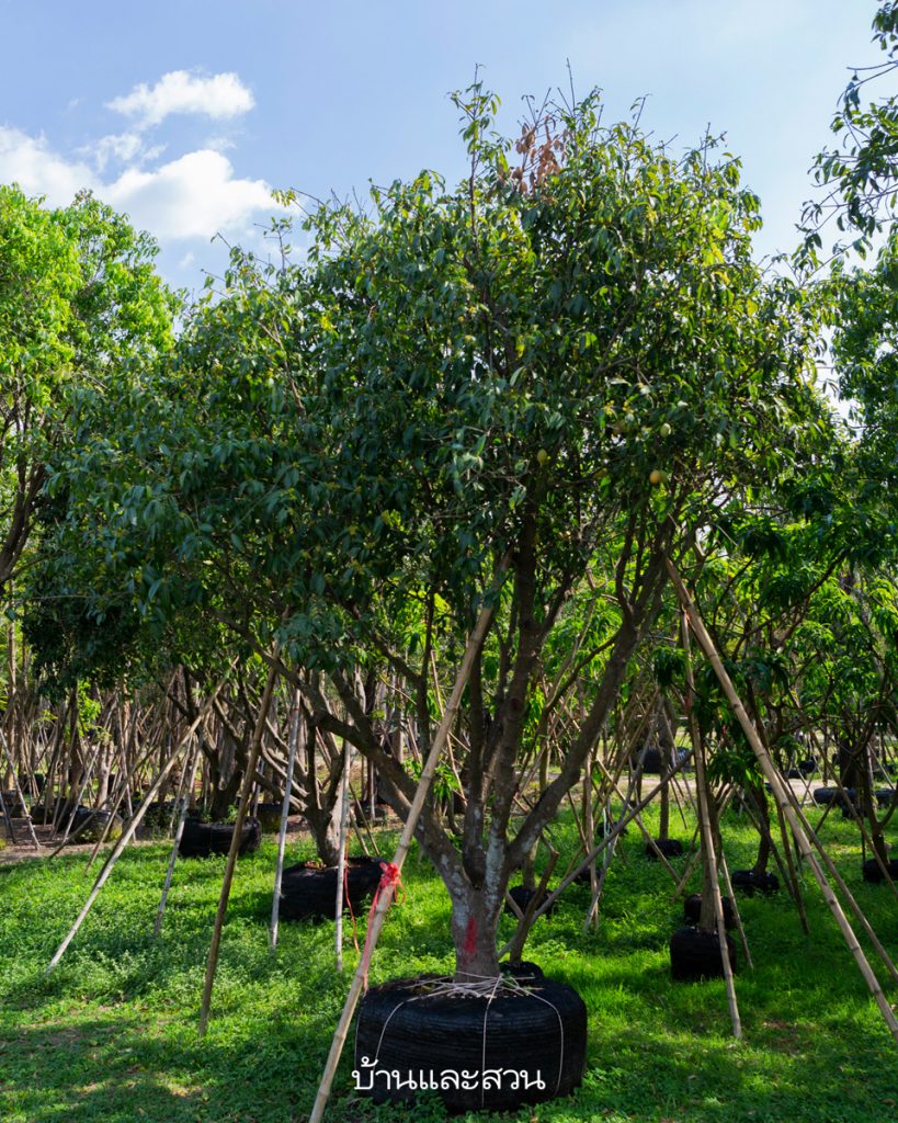 ไม้ยืนต้นกินได้ เนื้อไม้ใช้ได้ ขุดล้อมขายได้ ต้นเดียวประโยชน์ 3 อย่าง ...