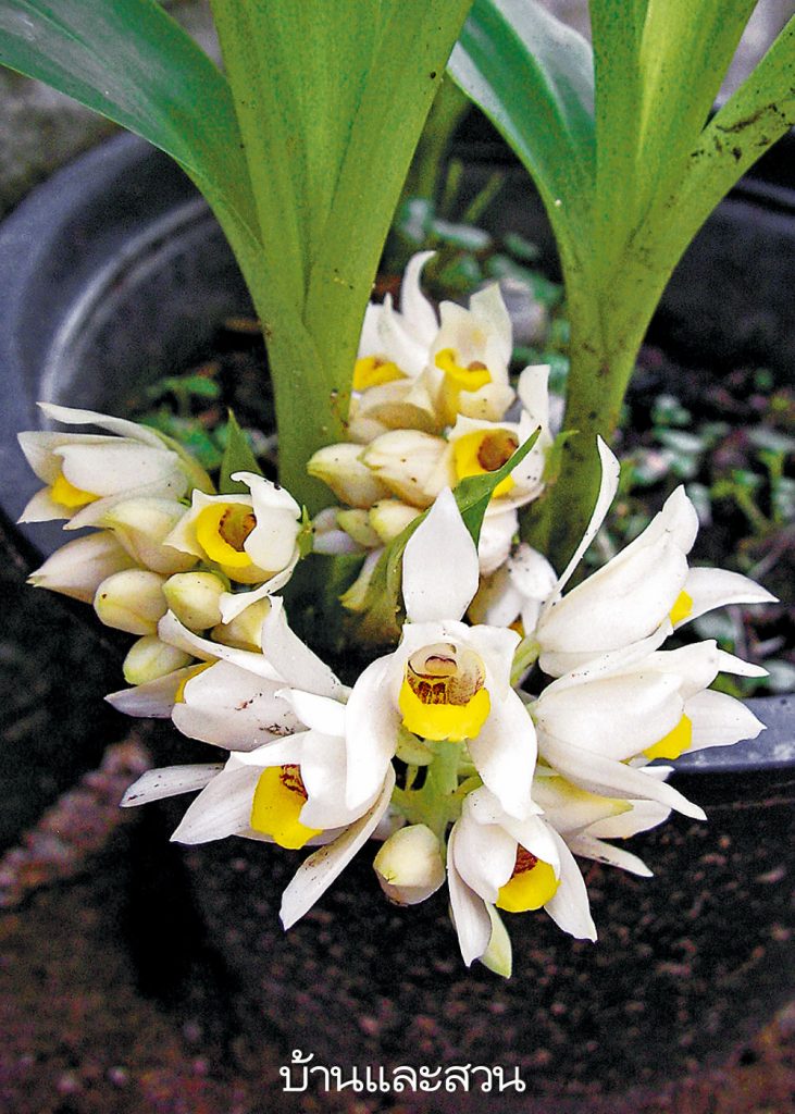 11 พรรณไม้เมตตามหานิยม ตามความเชื่อไทย ปลูกแล้วคนรัก คนหลง สมหวังในรัก ...