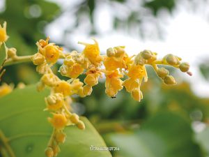 58 ต้นไม้ช่วยลดฝุ่น และได้คาร์บอนเครดิต - บ้านและสวน