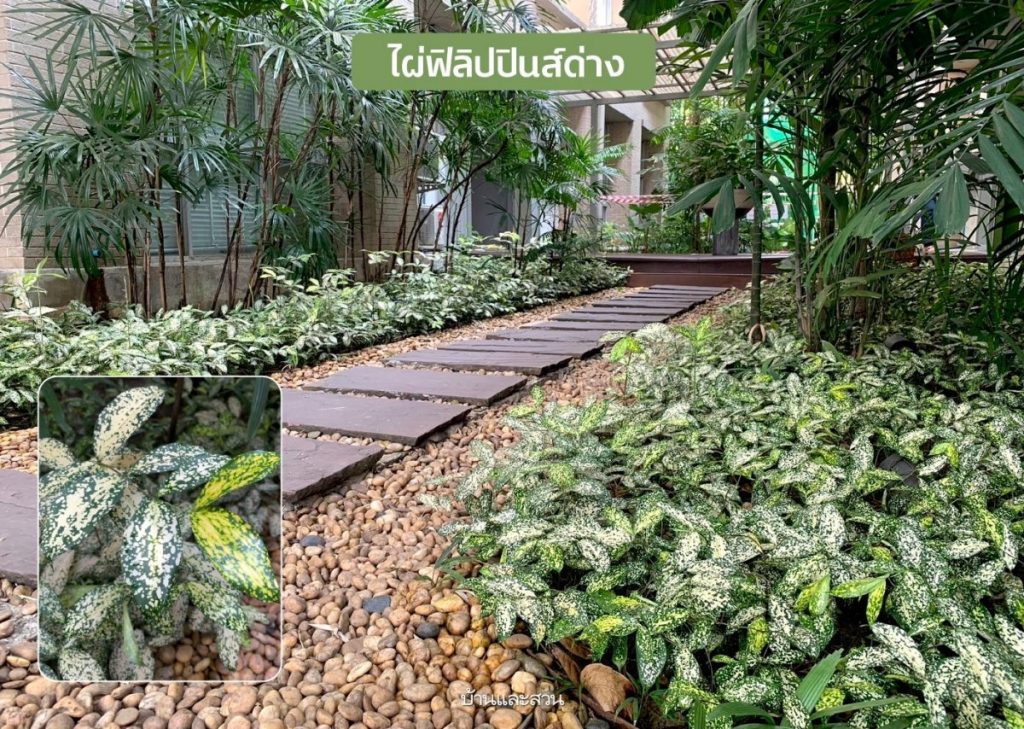 ต้นไผ่ แต่งสวนสวย และการดูแล - บ้านและสวน