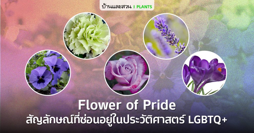 Pride กับดอกไม้ทีแฝงความหมายไว้ - บ้านและสวน