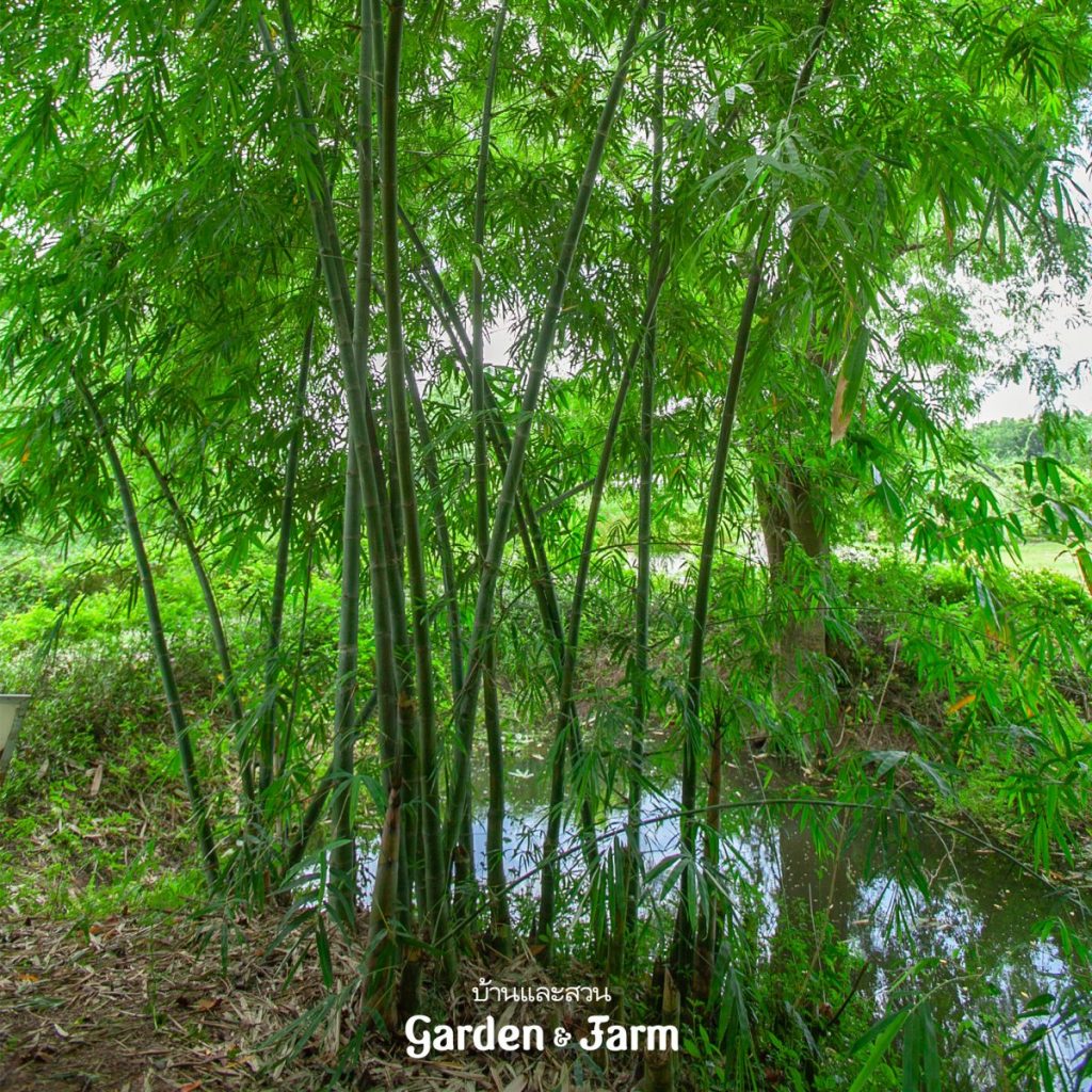 ไผ่ซางหม่น พืชสารพัดประโยชน์ - บ้านและสวน