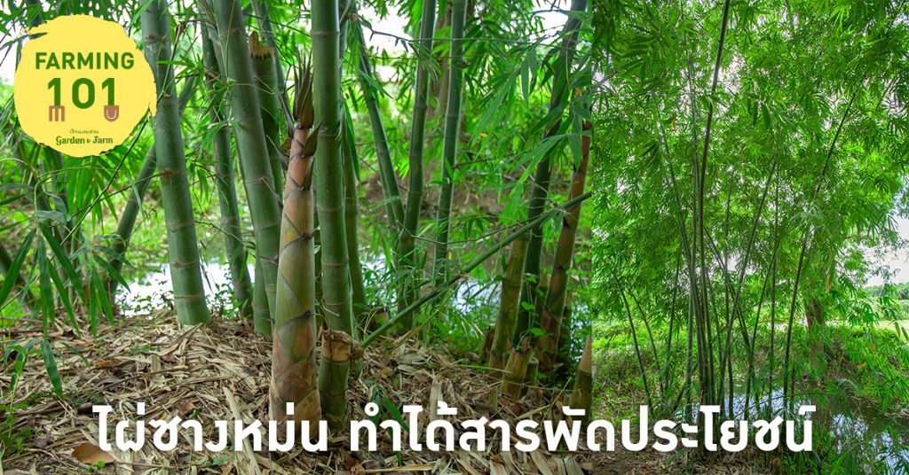 ไผ่ซางหม่น พืชสารพัดประโยชน์ - บ้านและสวน