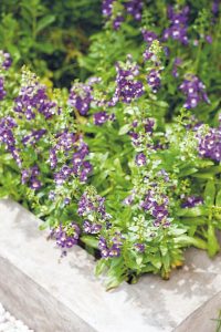 สวนอังกฤษ สวยได้เพราะต้นไม้อะไรบ้าง? - บ้านและสวน